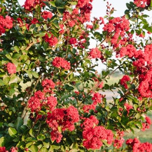 FIRST EDITIONS Ruffled Red Magic Crape Myrtle (2 Gallon) – Plants ...