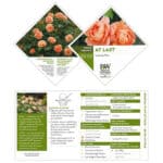 Proven Winners Rose At Last (2 Gallon) – Plants Direct To You