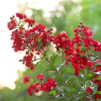 Southern Living Plant Collection Colorama Scarlet Crape Myrtle – Plants ...