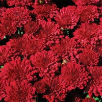 Chrysanthemum Red (Mum) Plant 3 Quart – Plants Direct To You