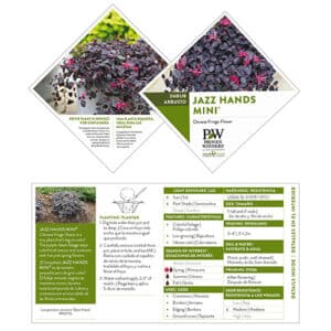 Proven Winners Loropetalum Jazz Hands Mini Shrub (2 Gallon) – Plants ...