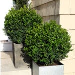 Proven Winners Boxwood Sprinter Shrub (2 Gallon) – Plants Direct To You