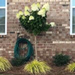 Proven Winners Hydrangea Limelight Tree (3 gallon) – Plants Direct To You