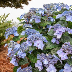 Endless Summer Hydrangea Pop Star Shrub – Plants Direct To You