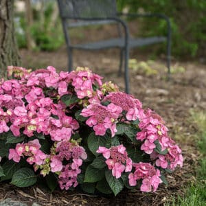 Endless Summer Hydrangea Pop Star Shrub – Plants Direct To You