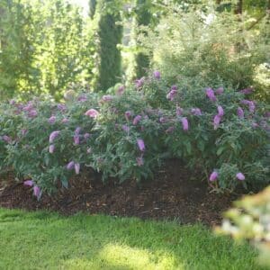 Proven Winners Buddleia Pugster Pinker Shrub (2 Gallon) – Plants Direct ...