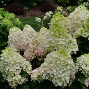 Proven Winners Hydrangea Little Lime Punch (2 Gallon) – Plants Direct ...