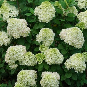 Proven Winners Hydrangea Little Lime Punch (2 Gallon) – Plants Direct ...
