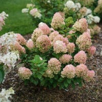 Proven Winners Hydrangea Little Lime Punch (2 Gallon) – Plants Direct ...