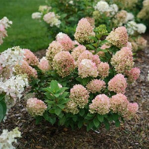 Proven Winners Hydrangea Little Lime Punch (2 Gallon) – Plants Direct ...