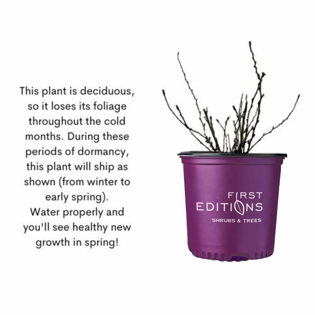 FIRST EDITIONS Ninebark, Lucky Devil Shrub (2 Gallon) – Plants Direct ...