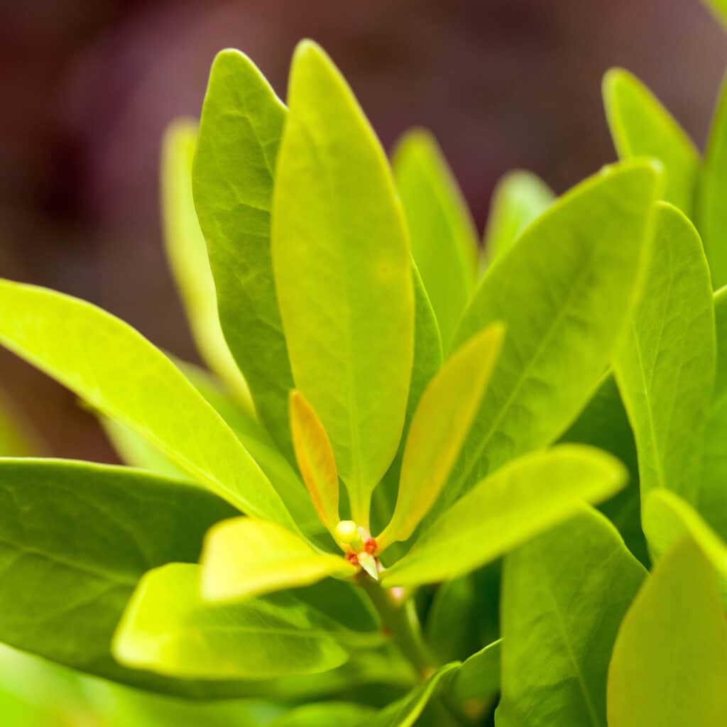 Anise – Plants Direct To You