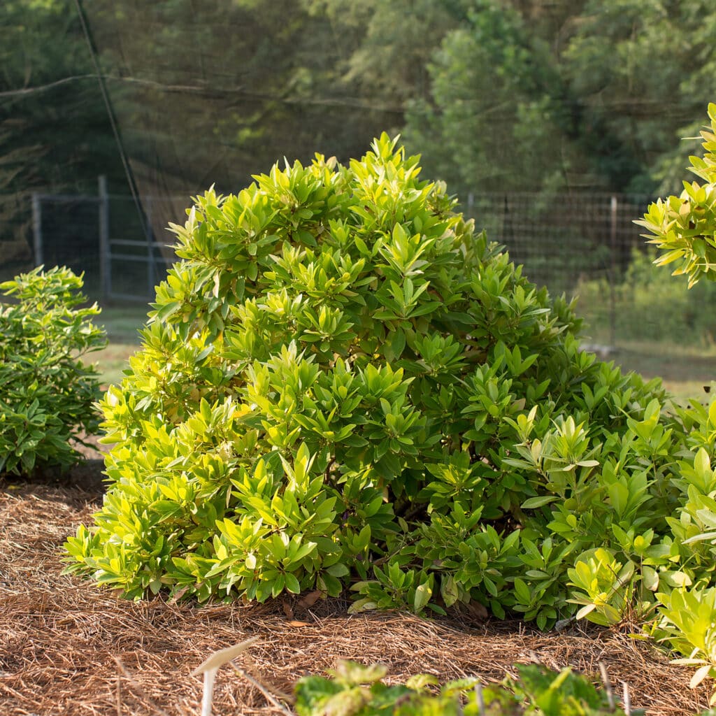 FIRST EDITIONS Anise, BananAppeal Shrub (2 Gallon) – Plants Direct To You