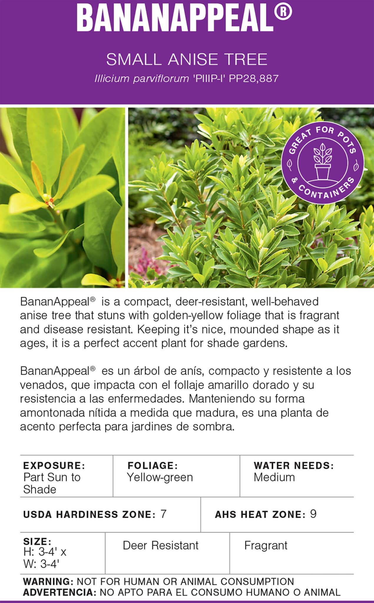 FIRST EDITIONS Anise, BananAppeal Shrub (2 Gallon) – Plants Direct To You
