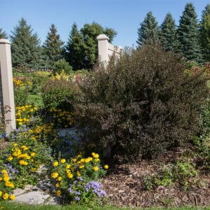 FIRST EDITIONS Ninebark, Little Devil Shrub (2 Gallon) – Plants Direct ...