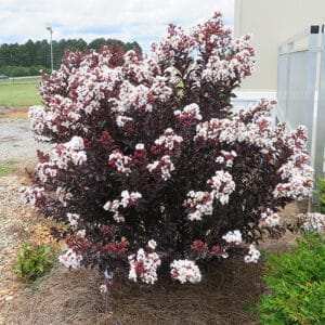 FIRST EDITIONS Lunar Magic Crape Myrtle – Plants Direct To You