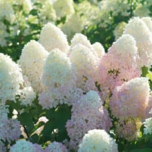 Proven Winners Hydrangea Quick Fire Fab Shrub (5 Gallon) – Plants ...