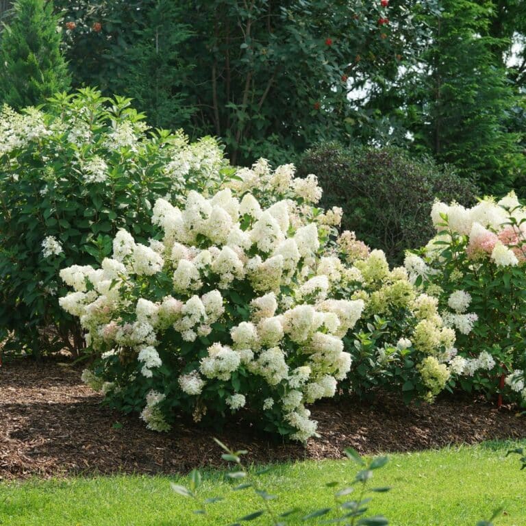 Proven Winners Hydrangea Quick Fire Fab Shrub (5 Gallon) – Plants ...