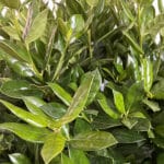 Needlepoint Holly (Ilex) Shrub – Plants Direct To You