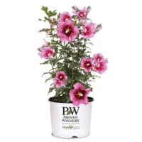 Proven Winners Hibiscus Red Pillar Shrub (2 Gallon) – Plants Direct To You