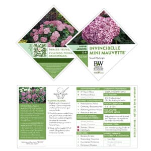 Proven Winners Hydrangea Invincibelle Mini Mauvette 2 Gallon – Plants ...