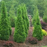 Proven Winners Arborvitae North Pole Shrub – Plants Direct To You