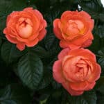 The Orange Glow Knock Out® Rose Plant with Orange Blooms – Plants ...