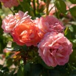 The Orange Glow Knock Out® Rose Plant with Orange Blooms – Plants ...