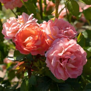 The Orange Glow Knock Out® Rose Plant with Orange Blooms – Plants ...