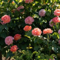 The Orange Glow Knock Out® Rose Plant with Orange Blooms – Plants ...