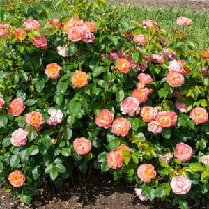 The Orange Glow Knock Out® Rose Plant with Orange Blooms – Plants ...