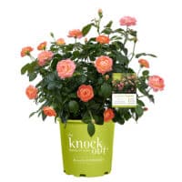 The Orange Glow Knock Out® Rose Plant with Orange Blooms – Plants ...