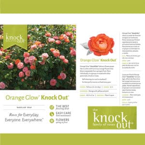 The Orange Glow Knock Out® Rose Plant with Orange Blooms – Plants ...