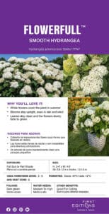 FIRST EDITIONS Hydrangea FlowerFull Shrub (2 Gallon) – Plants Direct To You